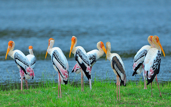 Birds in Bundala National Park | Sri Lanka Experiences | Red Dot Tours