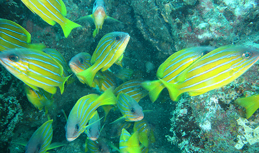 Scuba Diving in Sri Lanka | The Sri Lanka Travel Blog | Red Dot Tours